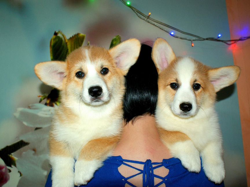 Детки Вельш-корги Пембрук с РКФ