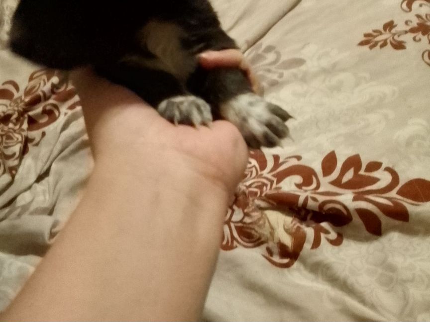 Щенки бесплатно в добрые руки