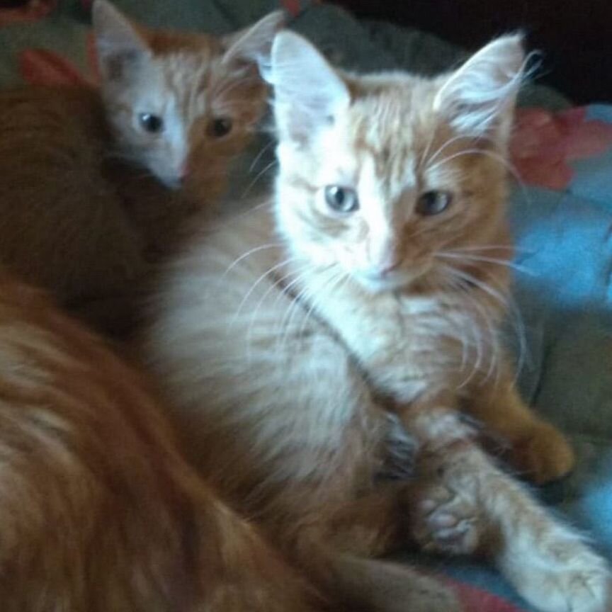 Котята