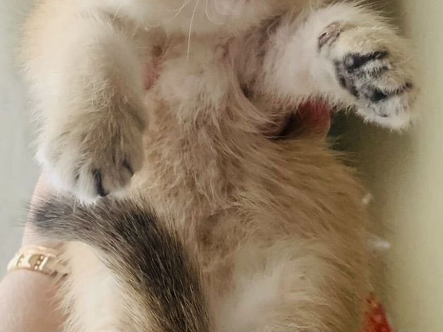 Кошка