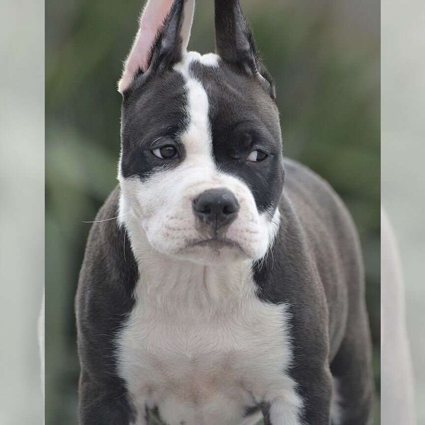 Американский стаффордширский терьер, щенок