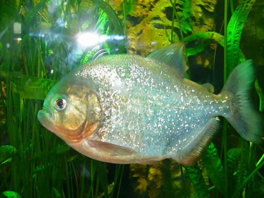 Больший рыби есть видео