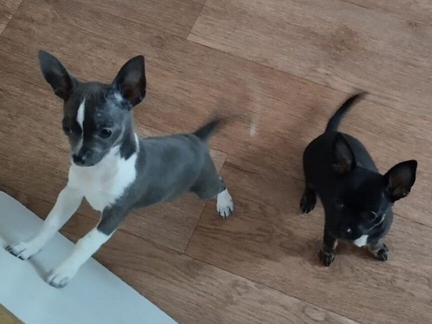 Щенки чихуахуа