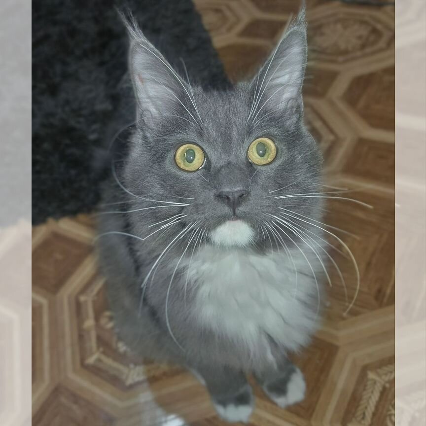 Мейн-кун котёнок