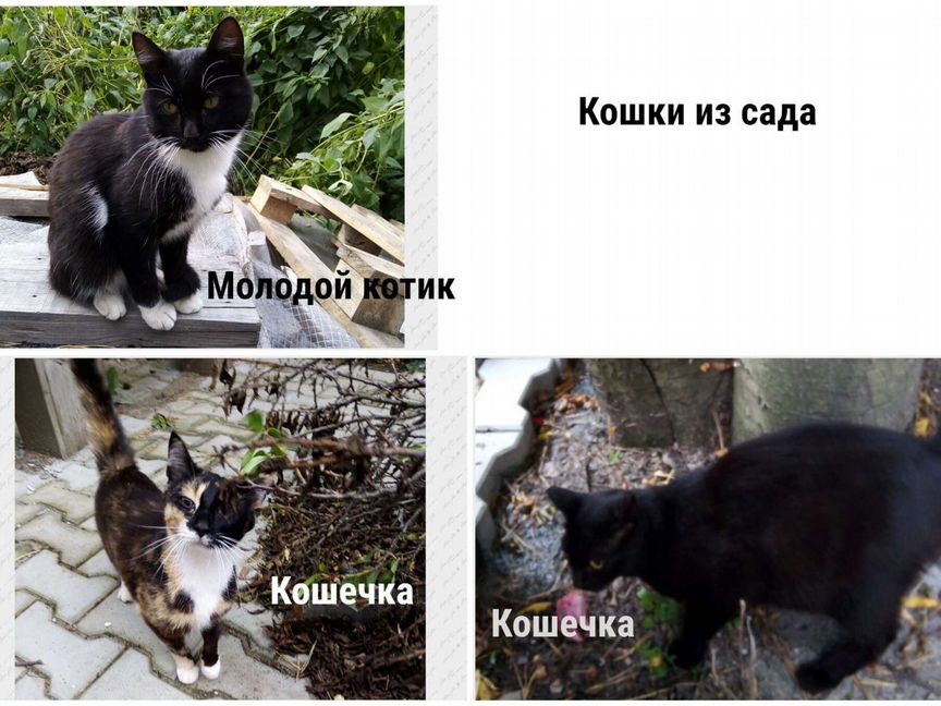 Кошки