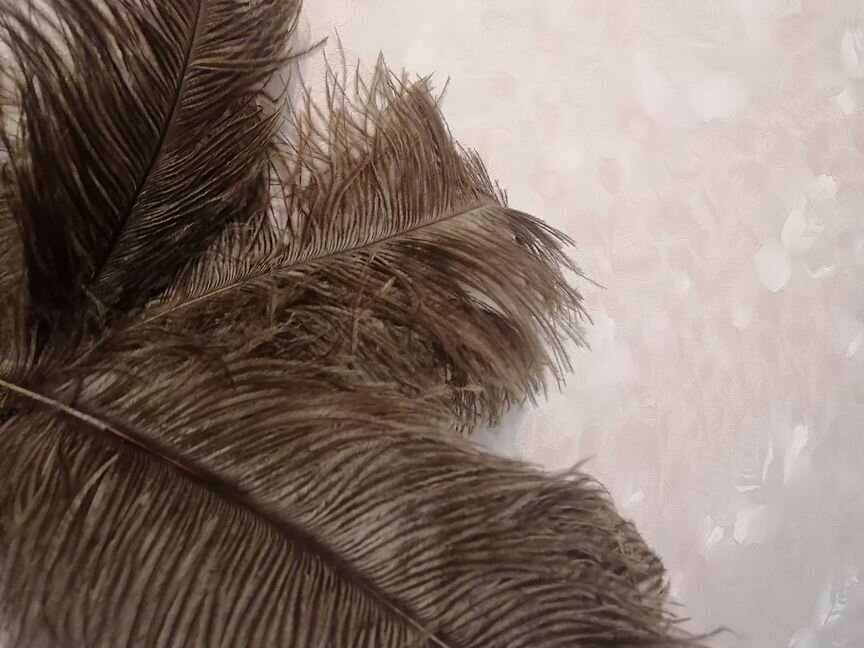 Страусиные перья