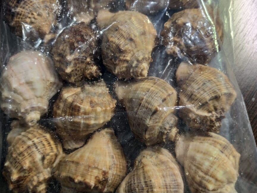 Ракушка черноморского рапана