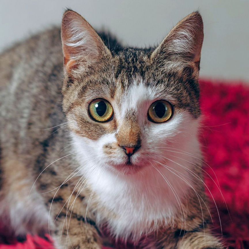Кошка Зара хочет домой кошка в дар