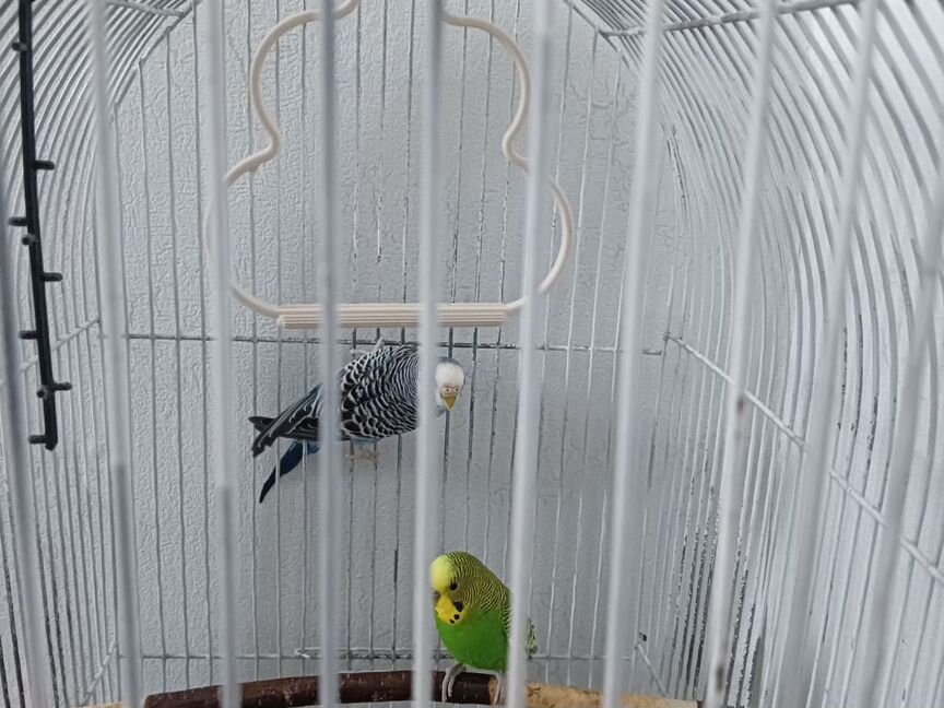 Волнистые попугаи