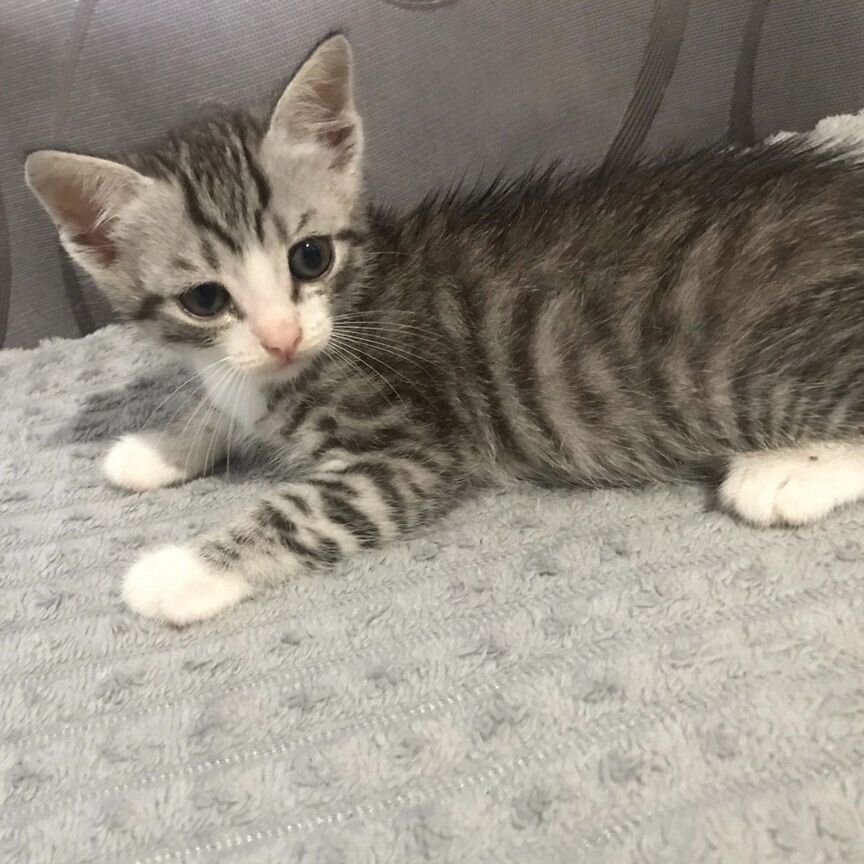 Отдам котёнка в добрые руки почти 2 месяца