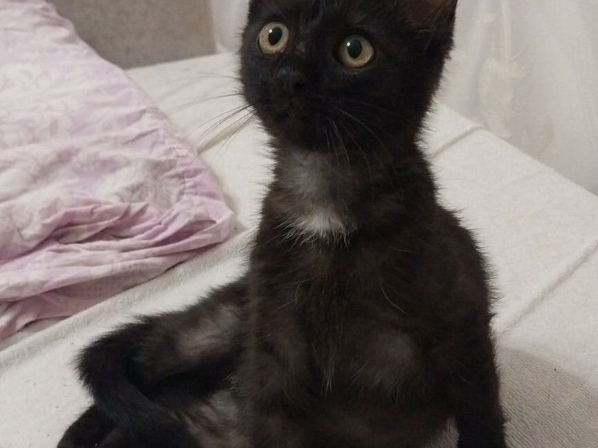 Черненькая очаровашка (3 мес.) в добрые руки