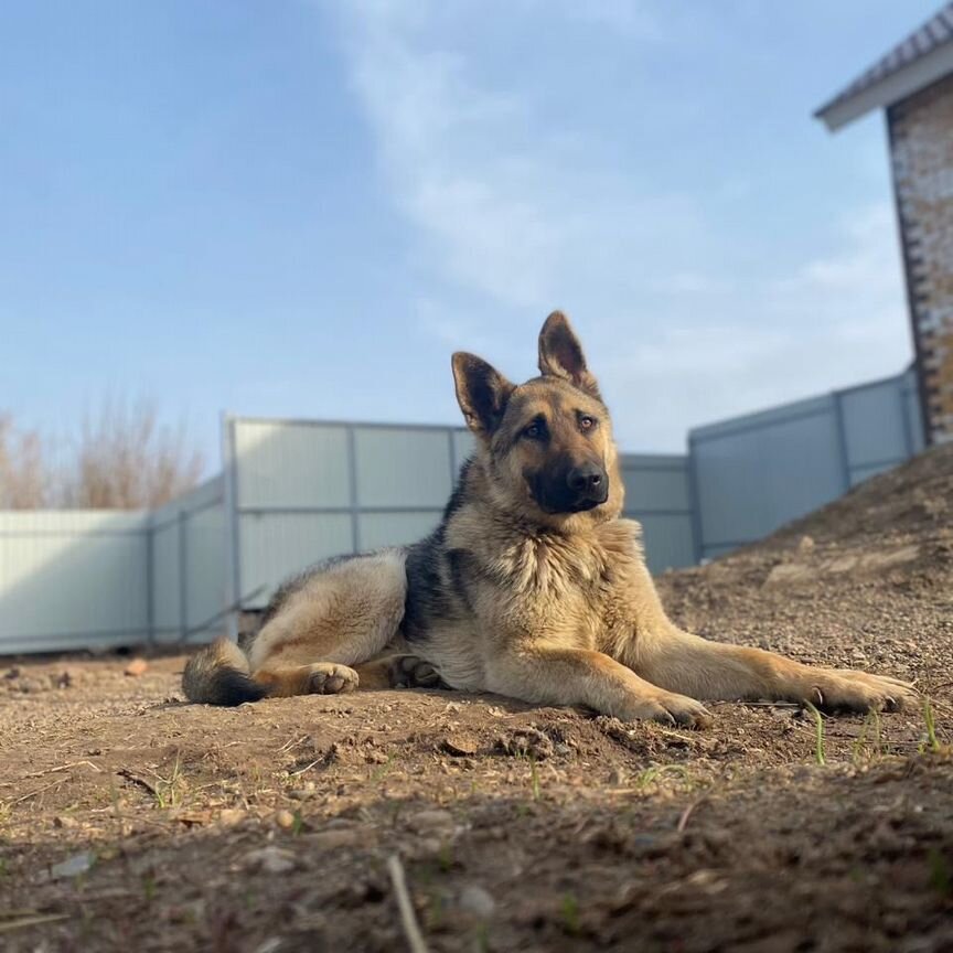 Овчарка смесь немецкой и европейской