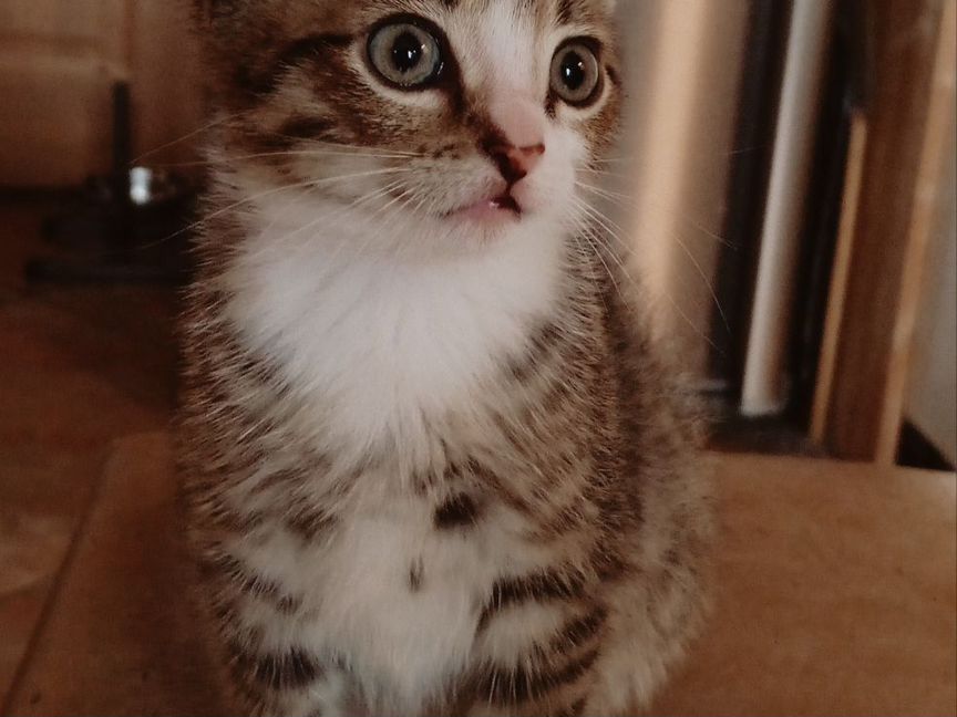 Котенок мальчик в добрые руки