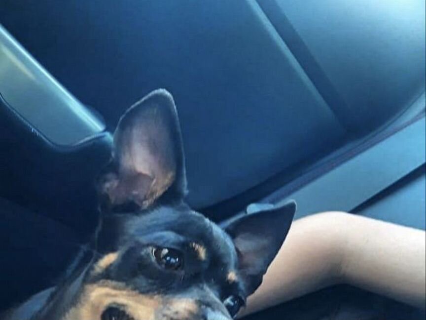 Собаки потеряшки