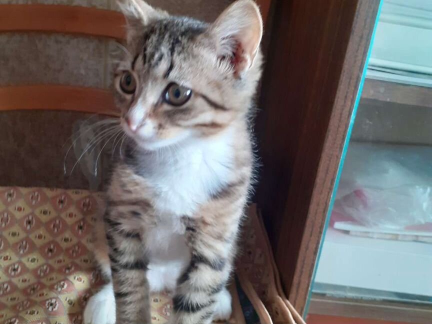 Красивый и умный котенок