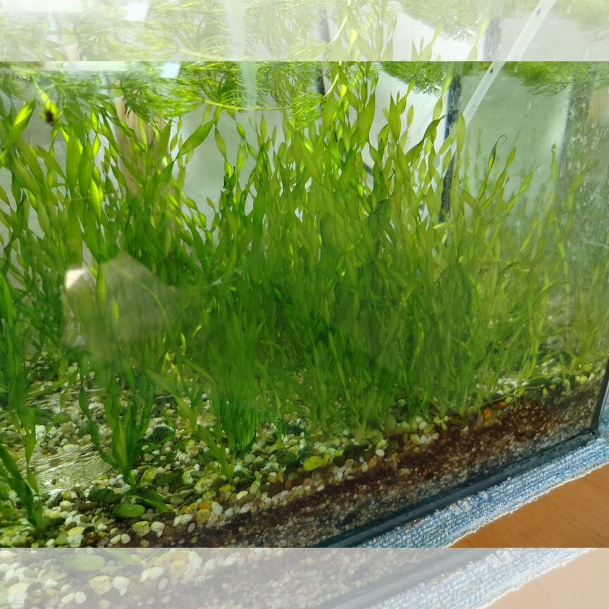 Валлиснерия спиральная (Vallisneria spiralis)
