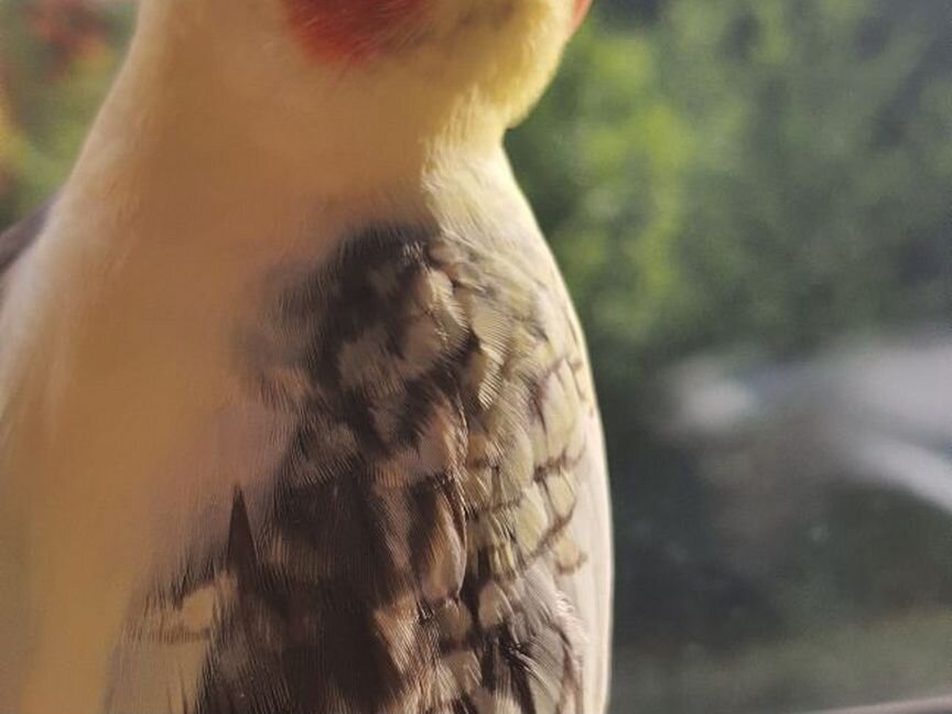 Потерялся попугай