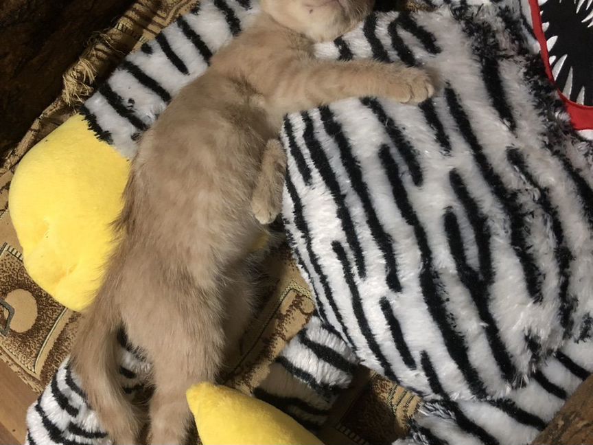 Котёнок в добрые руки