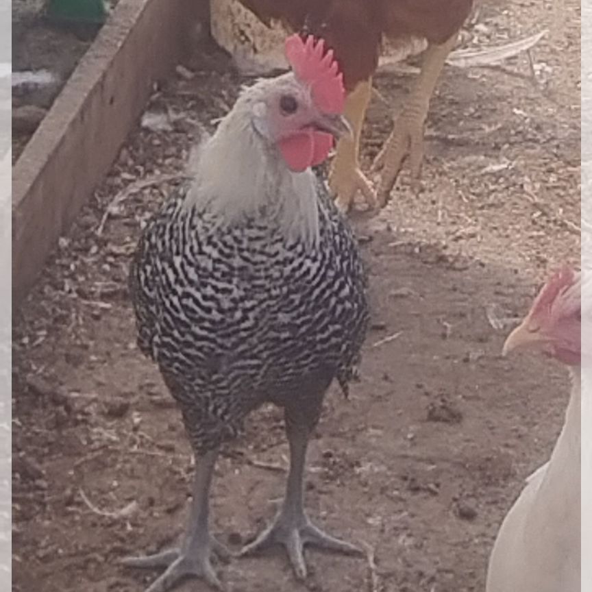 Молодые петухи