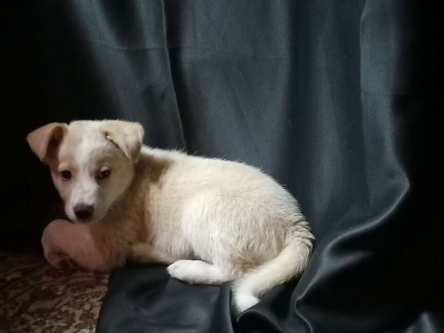 Щенок бесплатно в добрые руки