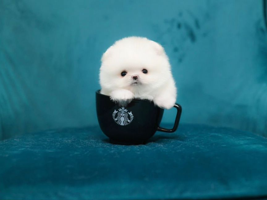 Красотулички