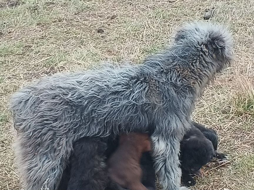 Щенки пастушки