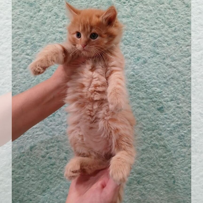 Мейн-кун котёнок