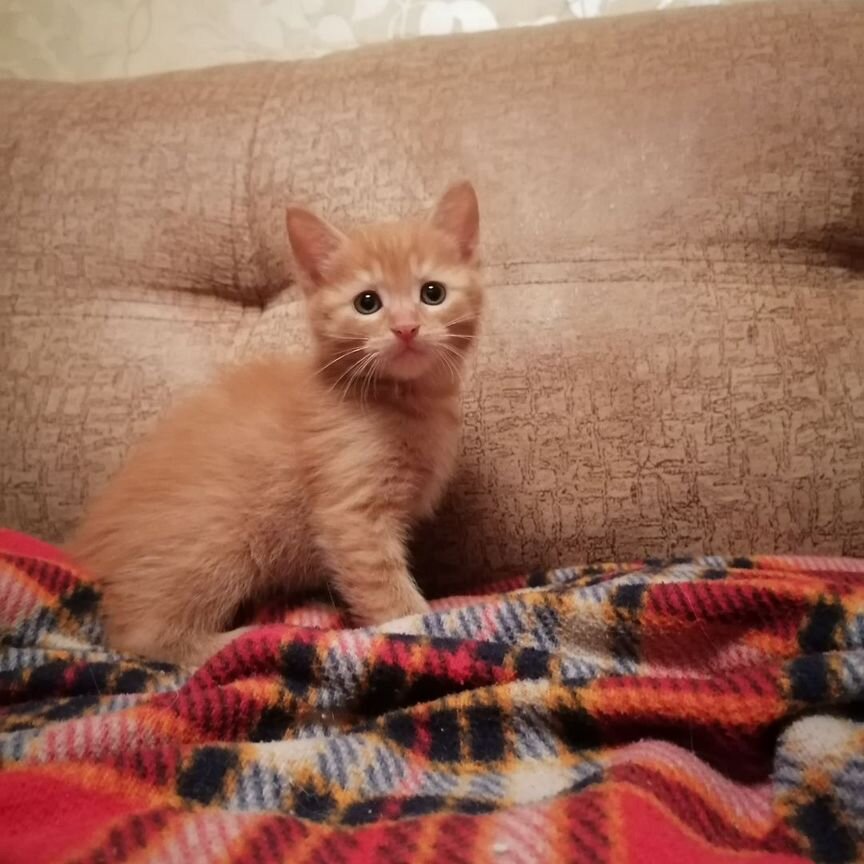 Рыжий котик
