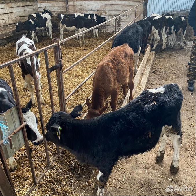 Телята бычки телки