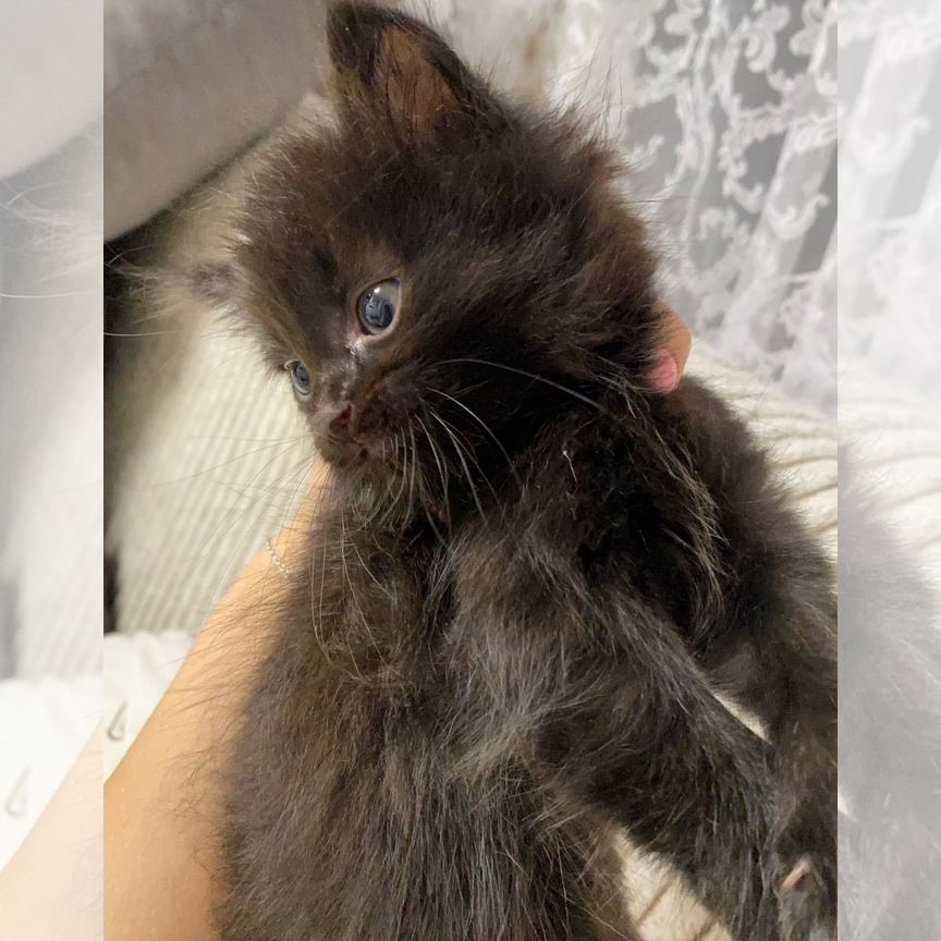 Отдам котенка в добрые руки