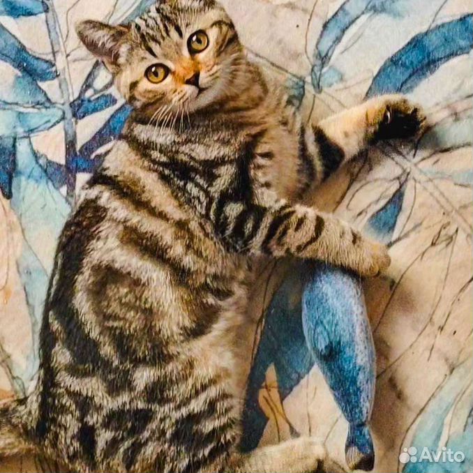 Клубный котик Скоттиш-страйт