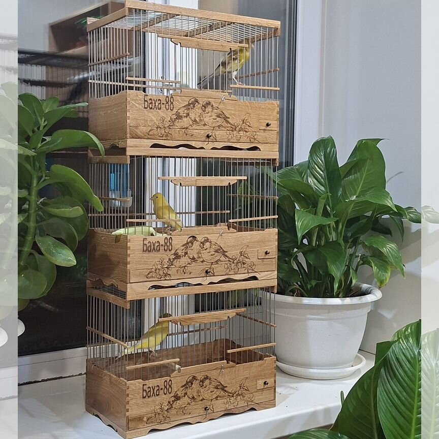 Канарейка Овсяночного напев