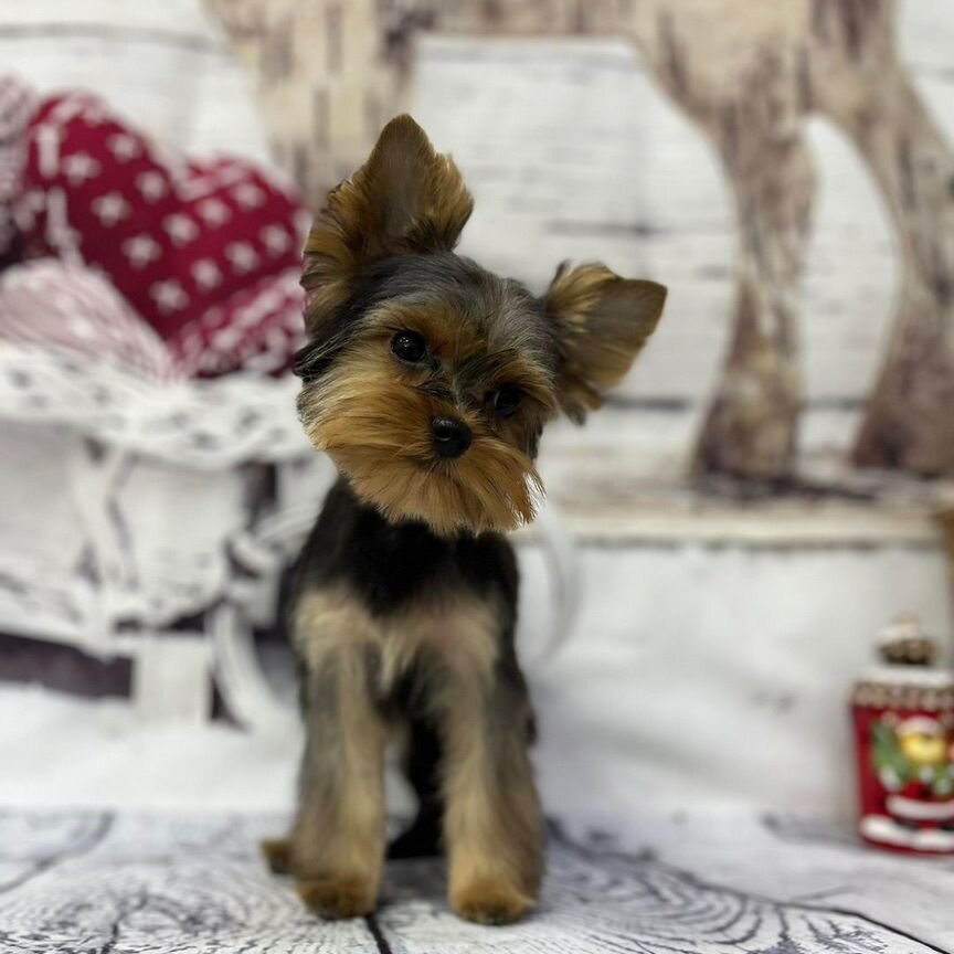 Йоркширский терьер