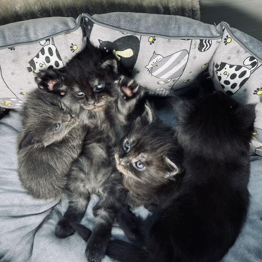 Мейн-кун котёнок