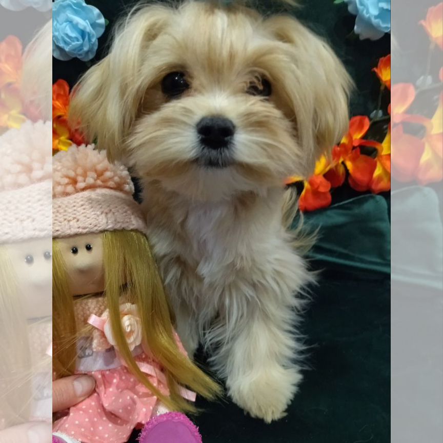 Мальтипу, щенок