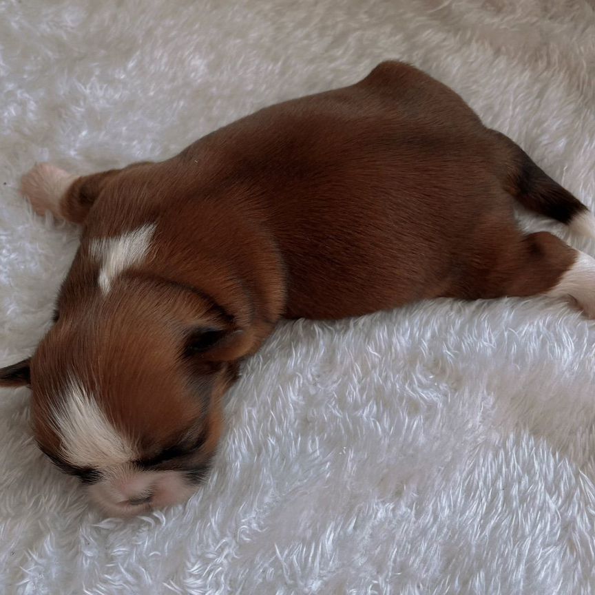 Ши-тцу, щенок