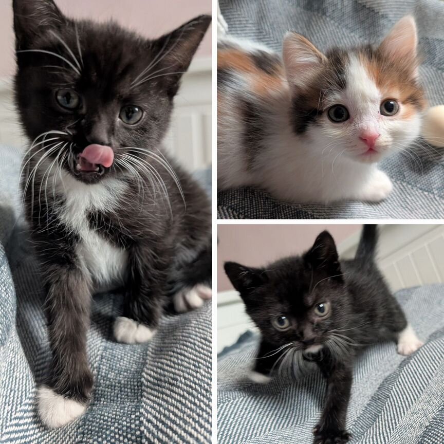 Котёнок от частного владельца