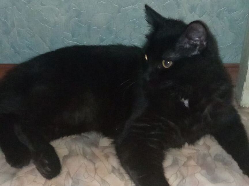 Кошка в добрые руки