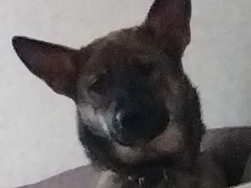 Восточноевропейская овчарка