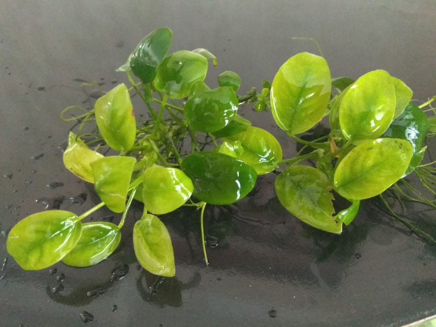 Аквариумные растения Анубиас нана