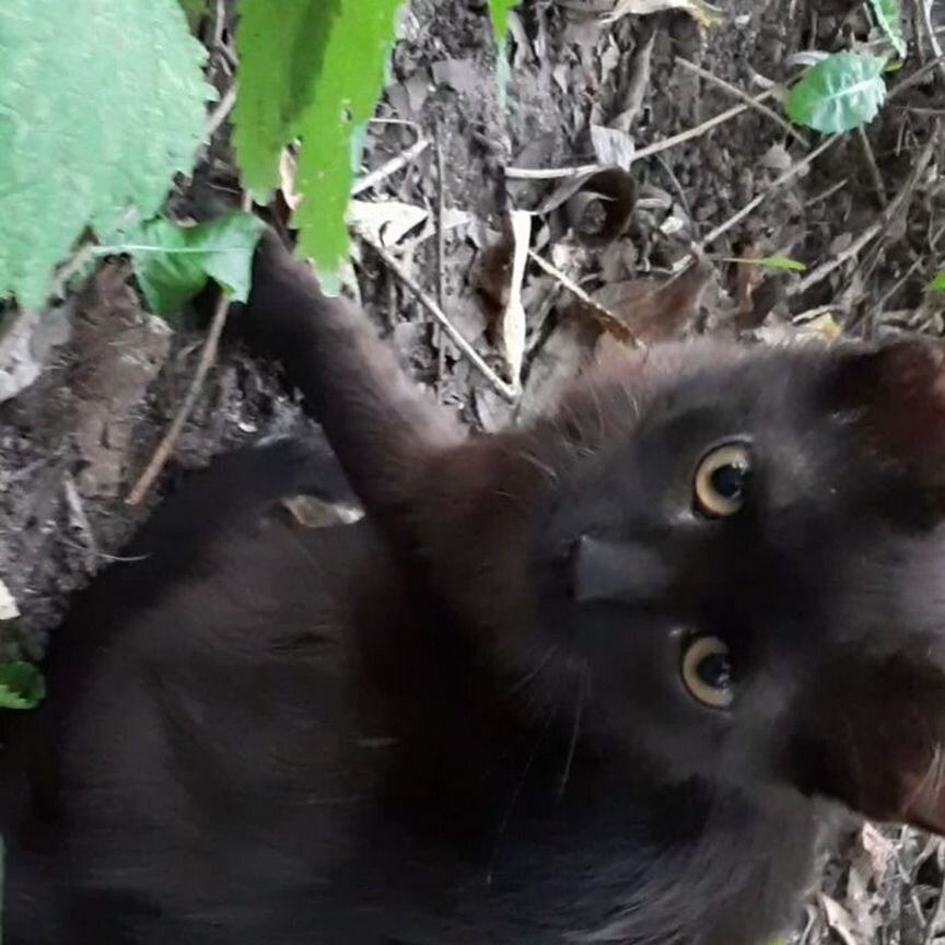 Котята в добрые руки мальчик