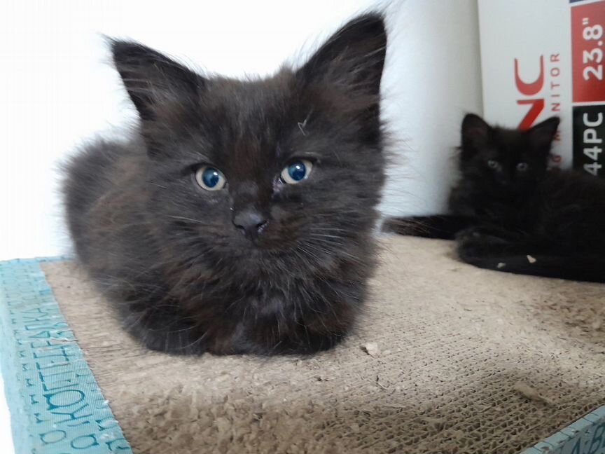 Котята черненькие
