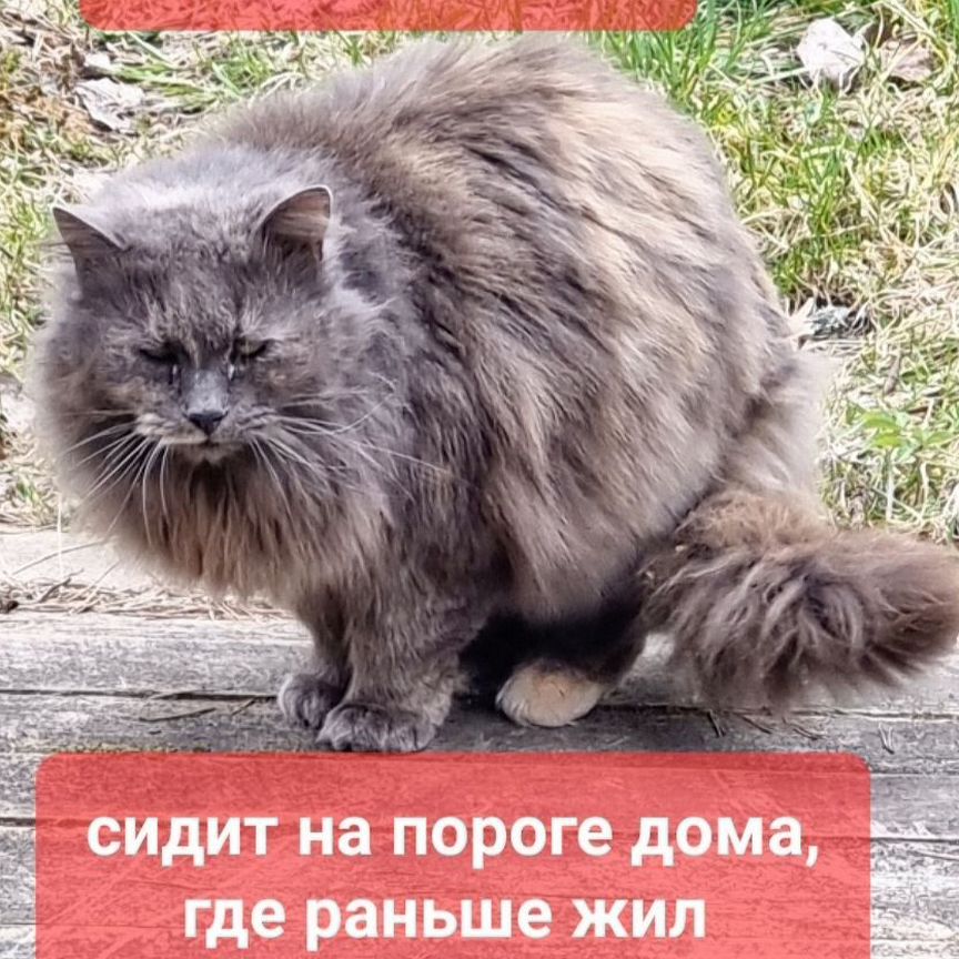 Сибирский, взрослый кот