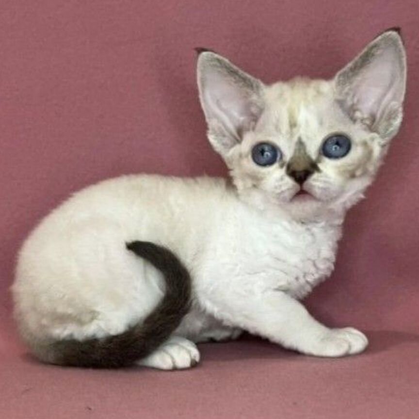 Девон-рекс котёнок