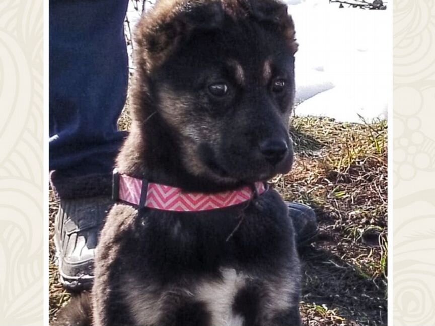 Овчаристые щенки доставка