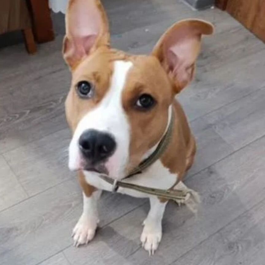 Американский стаффордширский терьер, щенок