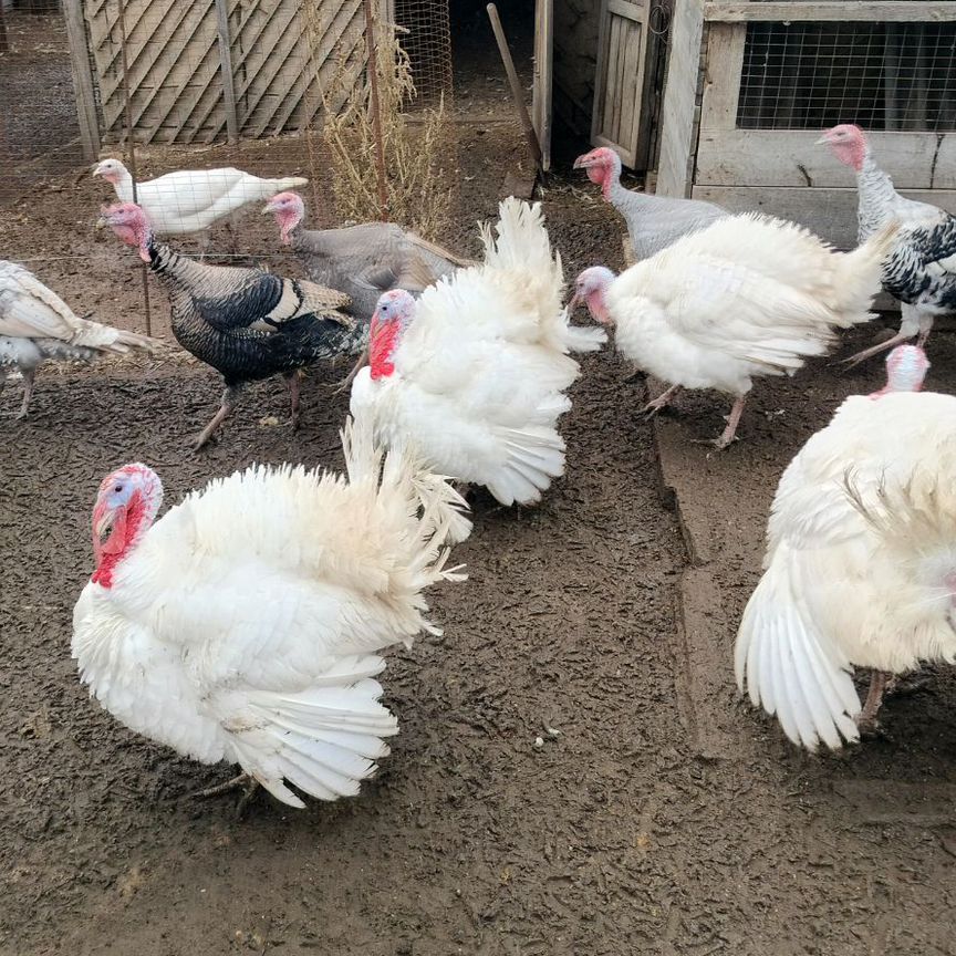 Индюки домашние живым весом и фазаны