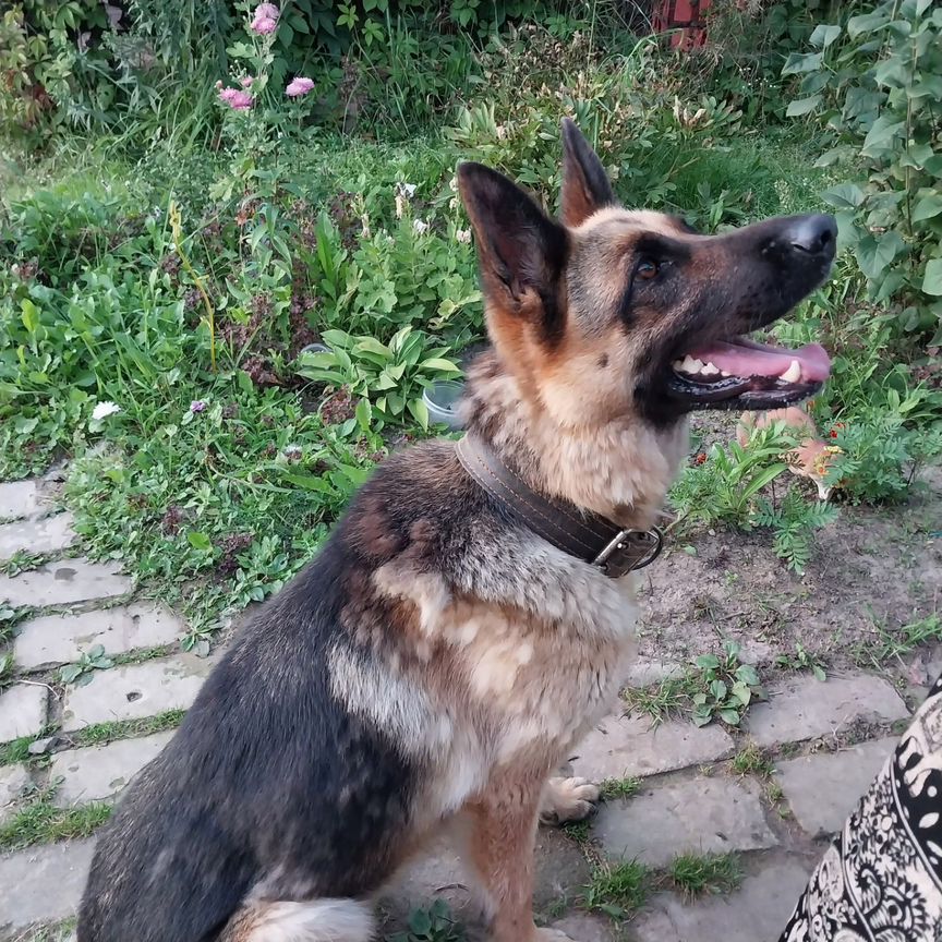 Немецкая овчарка в добрые руки