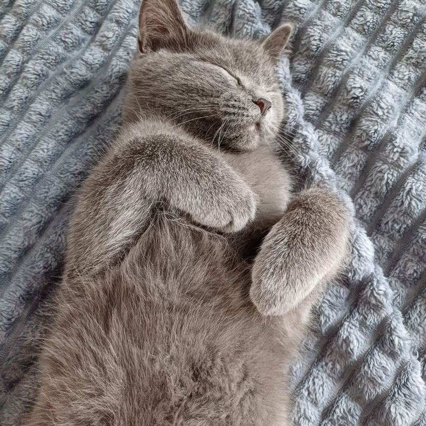 Котёнок в добрые ручки