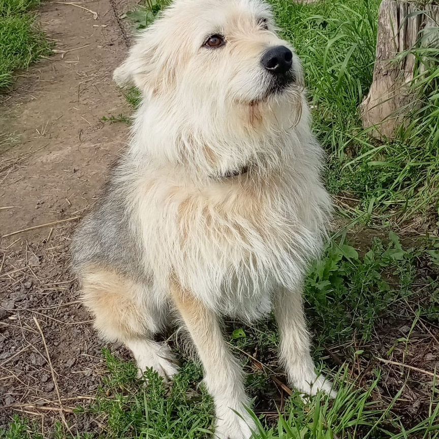 Собака мальчик кобель в добрые руки